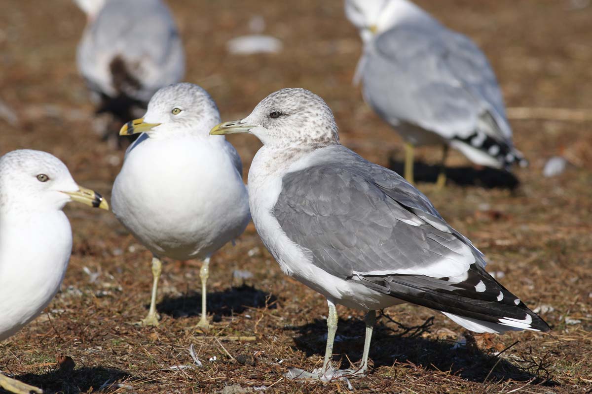 "Kamchatka" Mew Gull in Connecticut