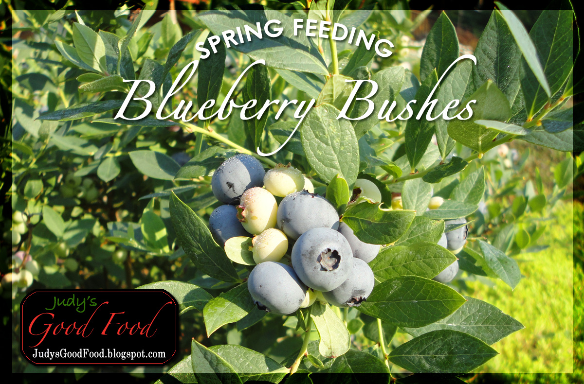 Judy's Good Food Blog