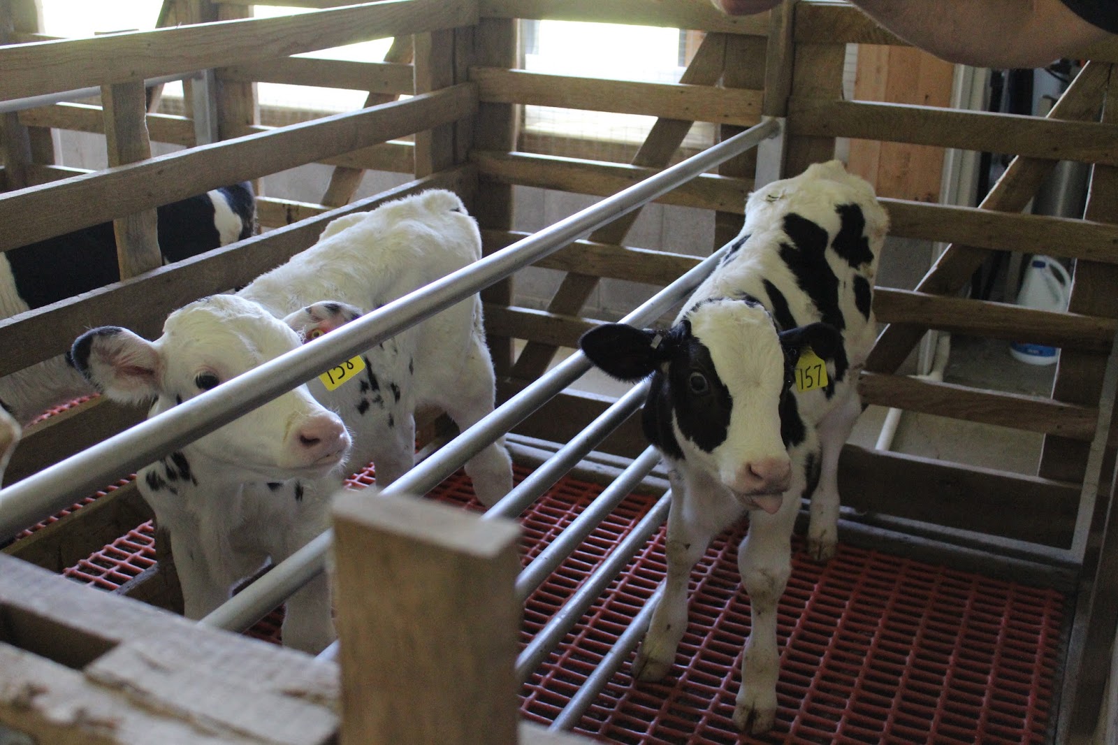 Mom at the Meat Counter: The Milk-fed Veal Industry
