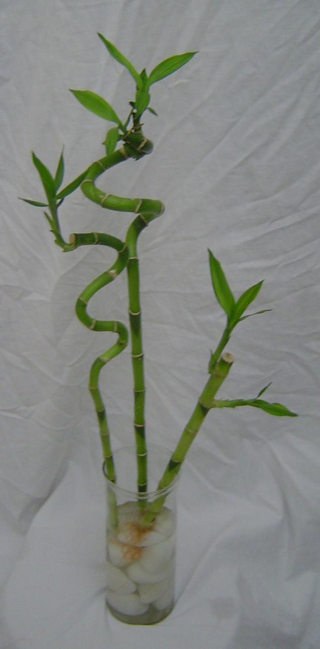 Nosso Jardim: Bambu da sorte