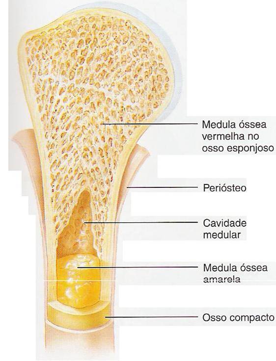 Histologia Nerd: TECIDOS ÓSSEOS ESPONJOSO E COMPACTO