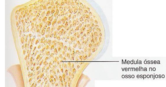 Histologia Nerd: TECIDOS ÓSSEOS ESPONJOSO E COMPACTO