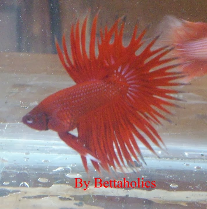 BETTA SPLENDENS of SURAKARTA: CUPANG HIAS SERIT / CROWNTAIL