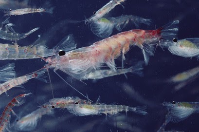 Variety of Life: Euphausiacea