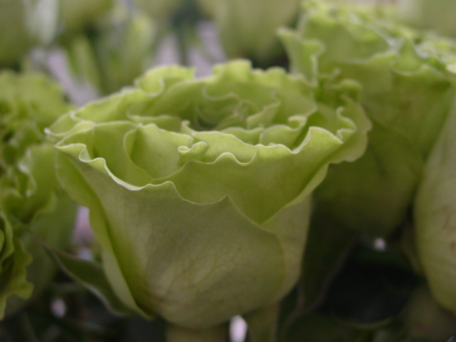 Stevens and Son Wholesale Florist: Super Green Rose