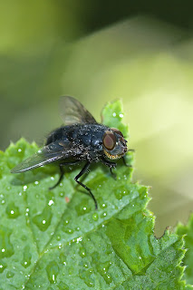 Invertebrados de Huesca: Calliphora vomitoria (Linnaeus, 1758) Mosca ...