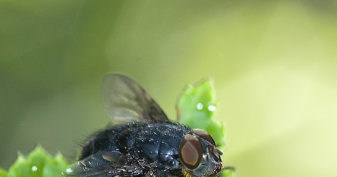 Invertebrados de Huesca: Calliphora vomitoria (Linnaeus, 1758) Mosca ...