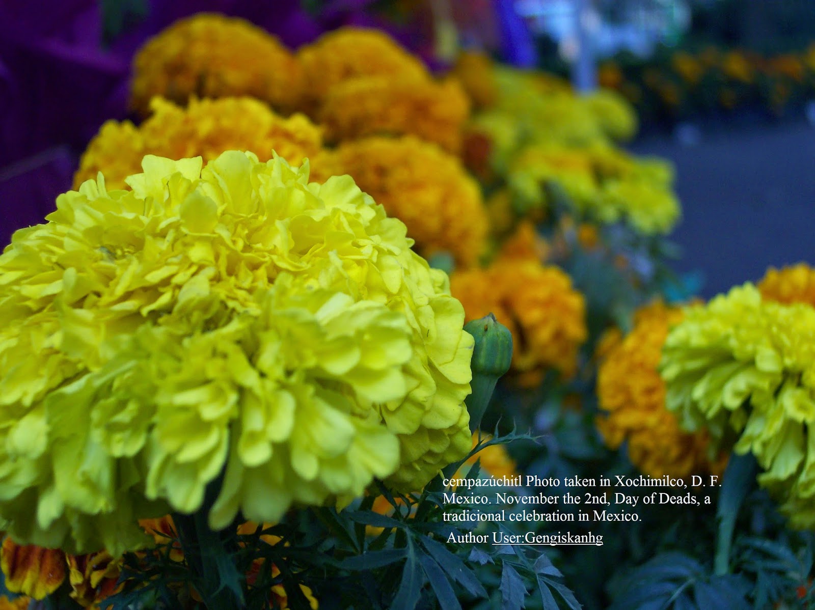 flycisco: The ‘Flower of Twenty’ and the ‘Day of the Dead’