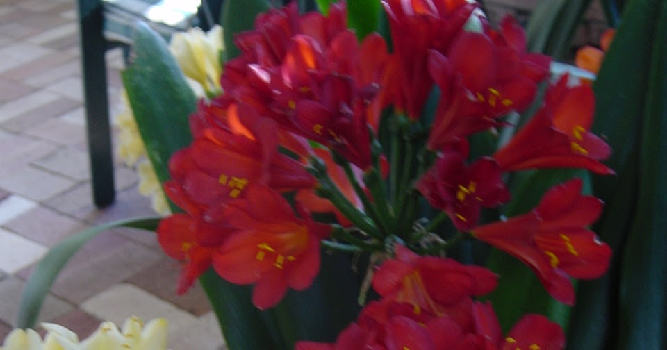 Clivias in Colour, Central Coast, NSW, Australia: Clivias - 'Best Red ...