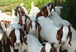 Capre de vanzare-rasa Boier | Vanzare capre de rasa