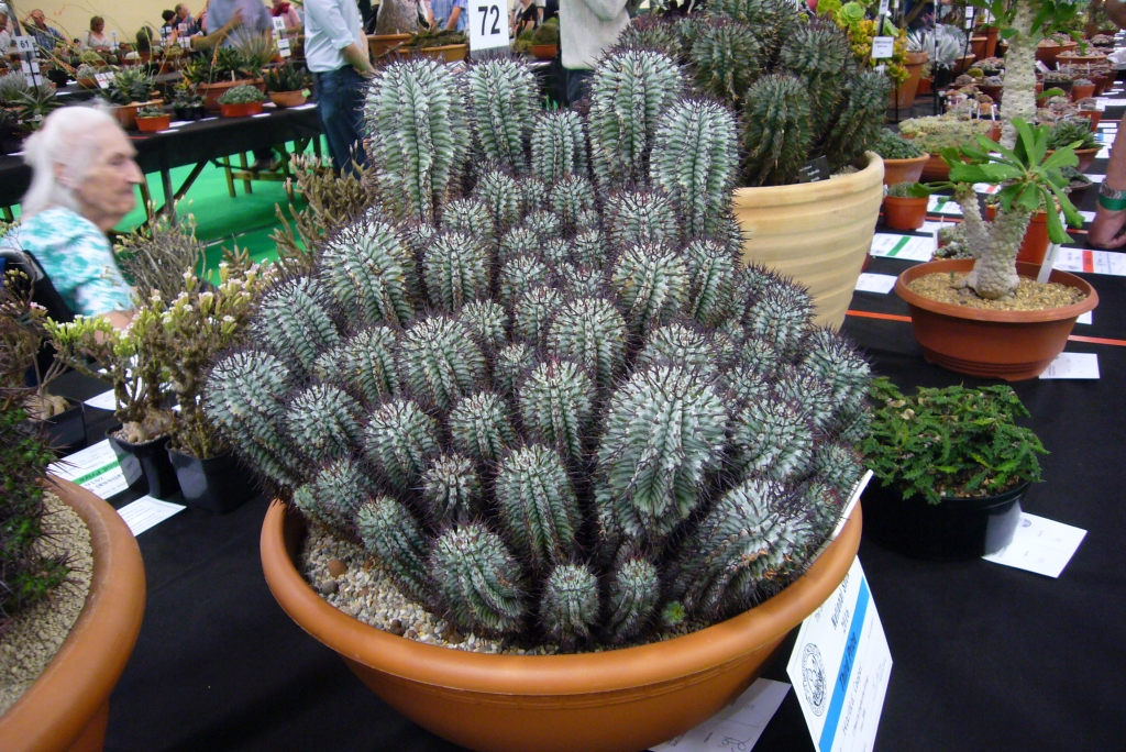 Spiky obsession: British Cactus and Succulent Society national show