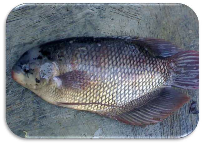 Budidaya Pembenihan Ikan Konsumsi | Ikan Air Tawar | Produk Pembenihan ...