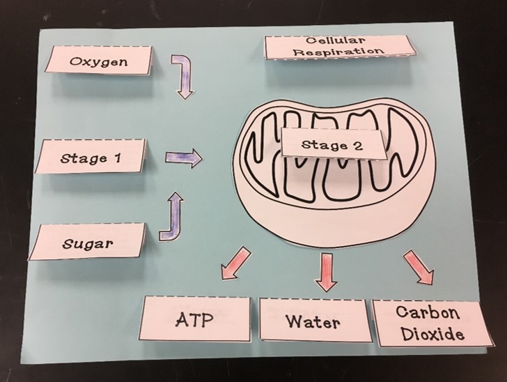 Sandy's Science Stuff: Cellular Respiration Notes/Graphic Organizer