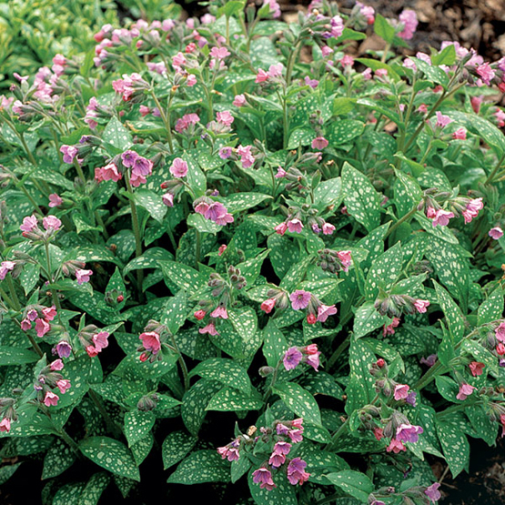 Pulmonaria officinalis - Planta Medicinal