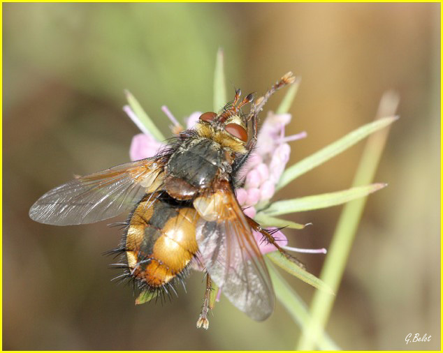 Macrophotographies insectes et nature de Gérard Belot.: DIPTERE