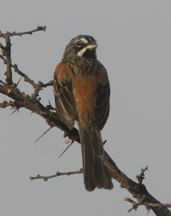 Mary Birds: Oaxaca Birding May 2011 - Teotitlán del Valle