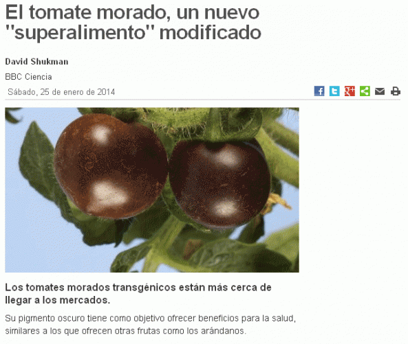 Propaganda Transgénica El Tomate Transgénico Morado “que Combate El
