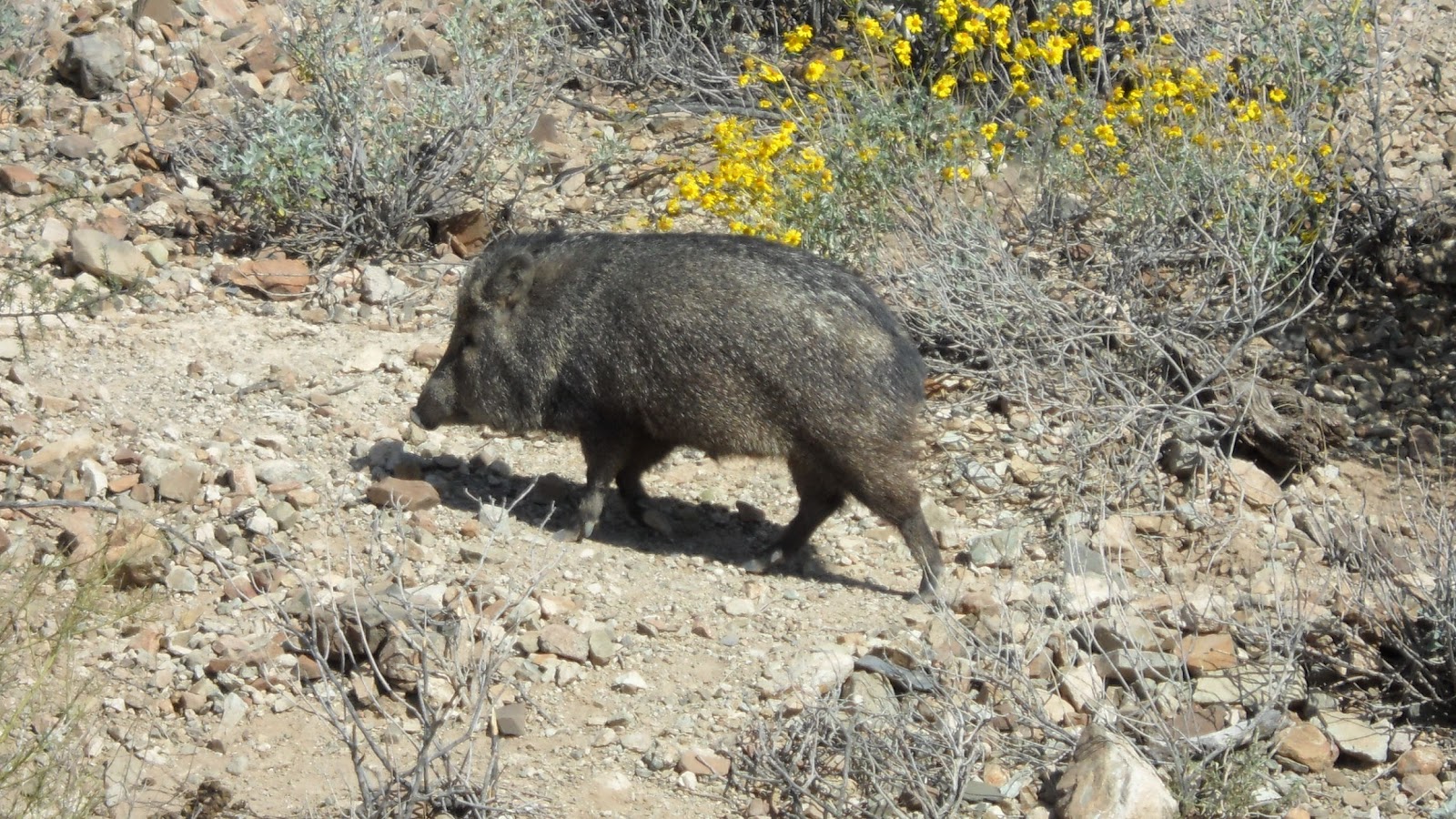 Round is IT: Pilgrimage to AZ