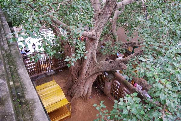 The Bodhi Tree: The tree of Buddha’s Enlightenment - Travel Tourism And ...