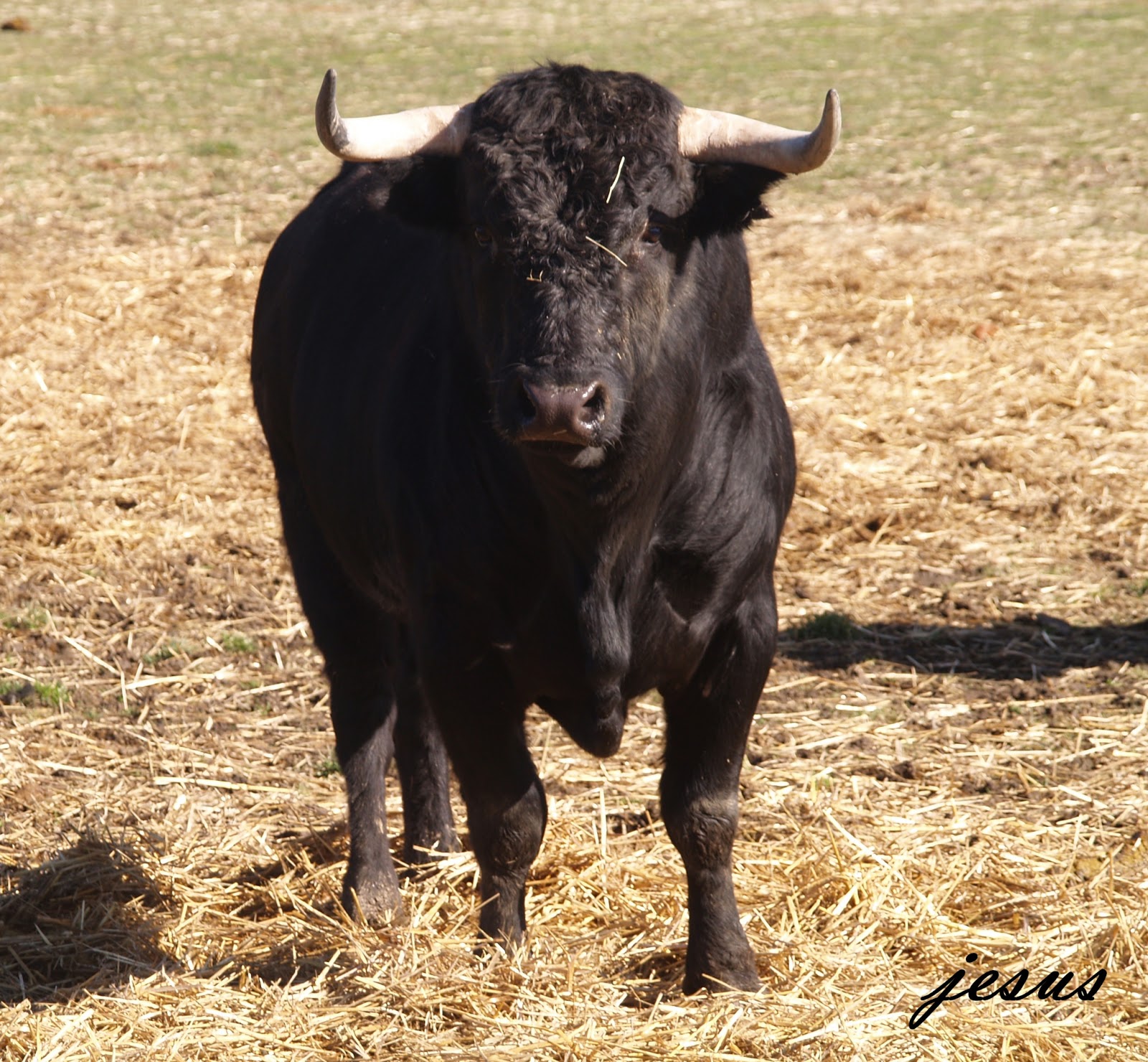 EL TORO EN EL CAMPO BRAVO: ganaderias victoriano del rio y fernando guzman