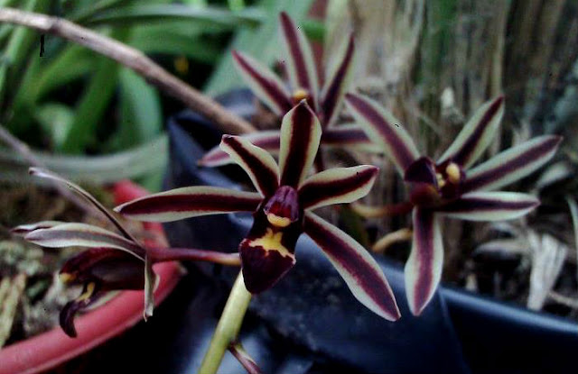 Wild orchids in sumatra: Cymbidium bicolor Lindl., 1833