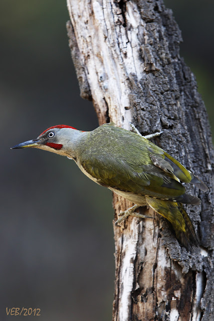 COLORS NATURALS: PITOS REALES