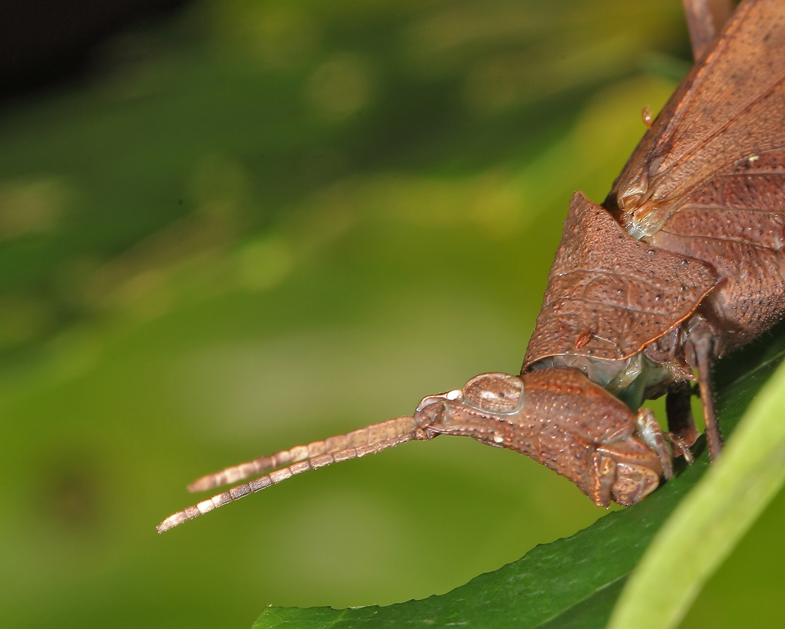 BunyipCo: April 2018