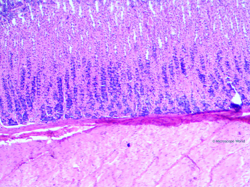 Microscope World Blog: Stomach Fundic Region under the Microscope