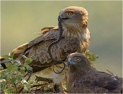 Birds of Extremadura (Spain): WOODLAND RAPTORS IN EXTREMADURA (2009-2010)