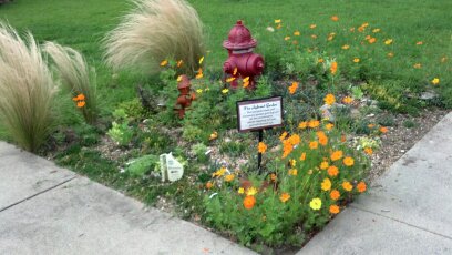 Welcome to the Pitt County Arboretum: Plants that love the hot weather ...