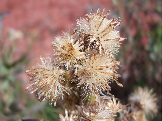 OLIVARDA fruto y vilano - BOTÀNIC SERRAT