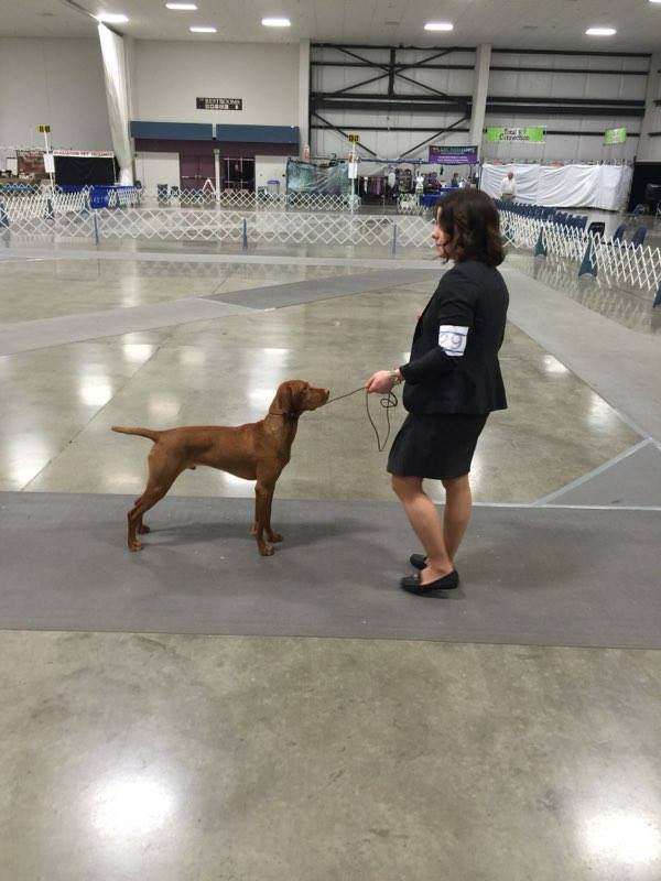 Positive Training for Show Dogs