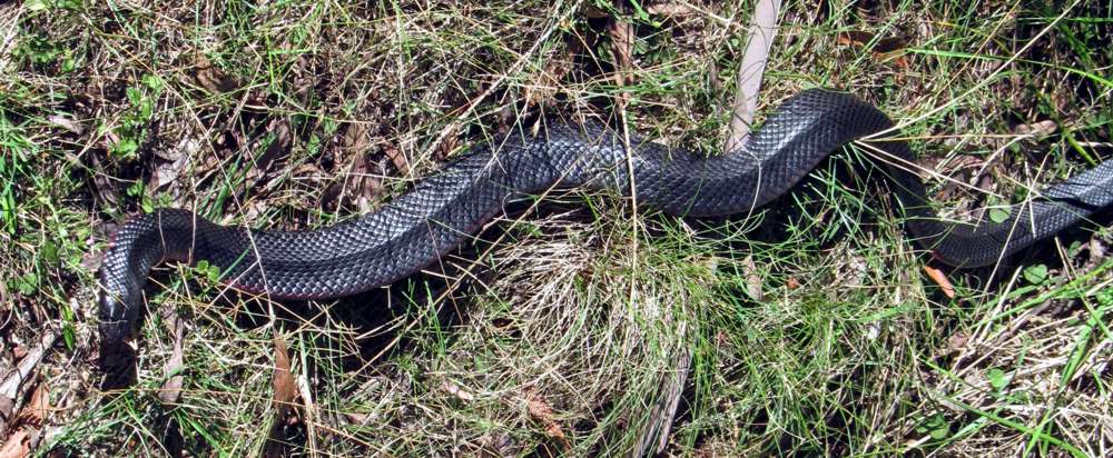 PhyloBotanist: Tidbinbilla