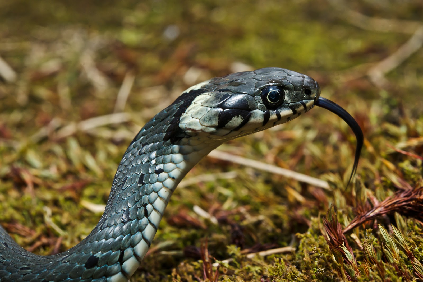 Roger Brendhagen: Buorm