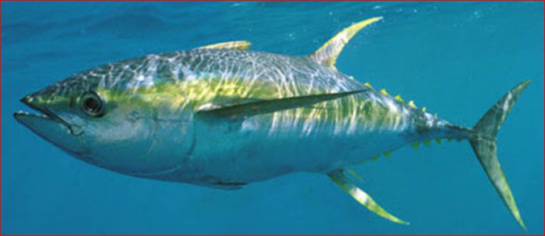 Animales y Plantas de Perú: Atún Aleta Amarilla - Thunnus alalunga