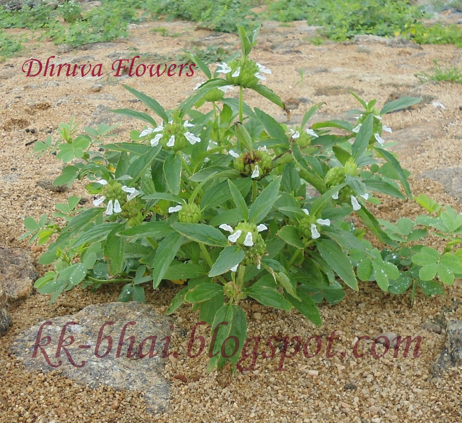 'Puja' Flowers and other things used in 'puja' (Hindu Worship).: Dhruva ...