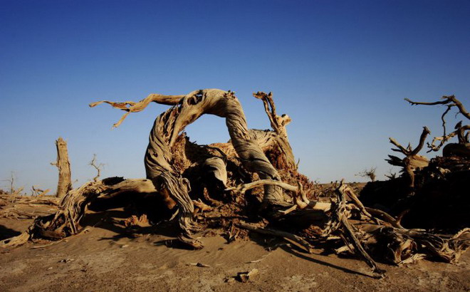 Ejin Banner Strange Forest | China Tours Online Blog