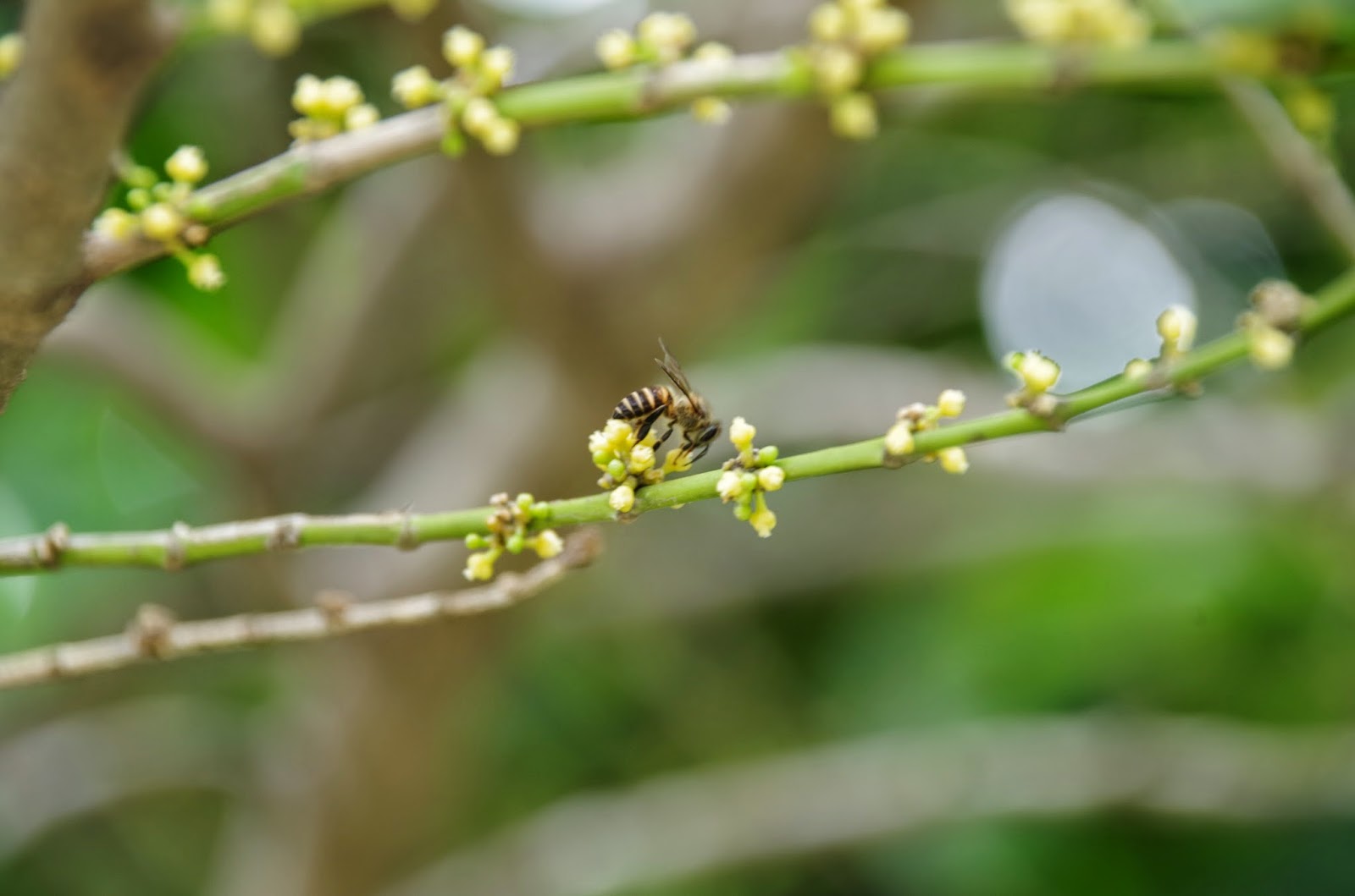 Trees and Plants: Limau Hantu