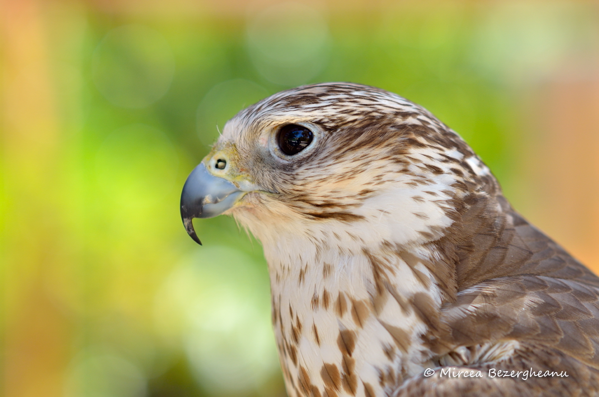 Falco Cherug - Saker falcon - Soim sacru - Soim dunarean