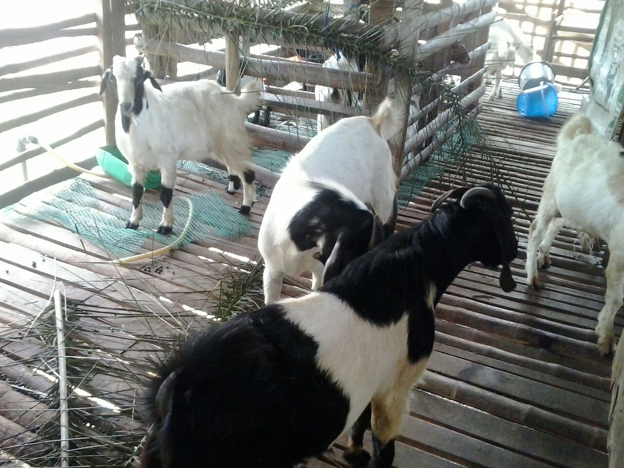 MIH GOAT FARM: Kambing Jantan Untuk Dijual