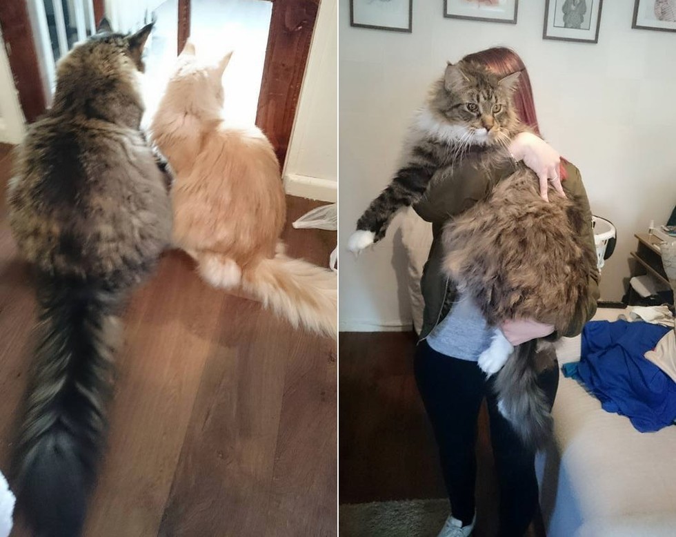 World's Biggest Maine Coon Watches Over His Tiny Brother ~ PewPaw