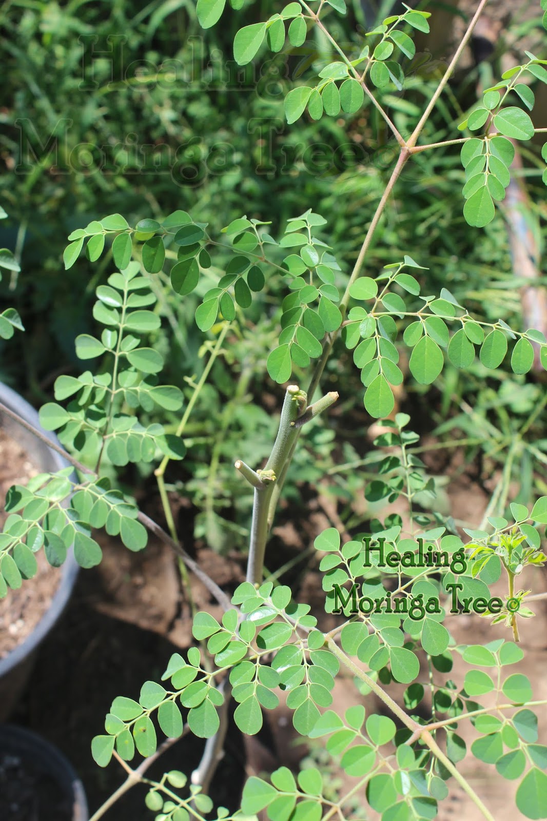 Healing Moringa Tree: Beautiful Moringa Trees @ HealingMoringaTree.com