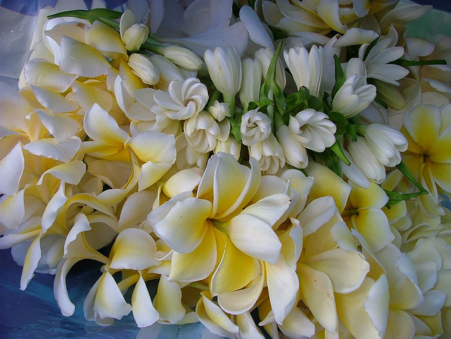 erin's faces: Monoi Tiari is Here!!