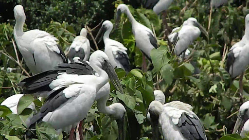 Kulik Bird Sanctuary - Birds of India