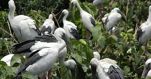 Kulik Bird Sanctuary - Birds of India