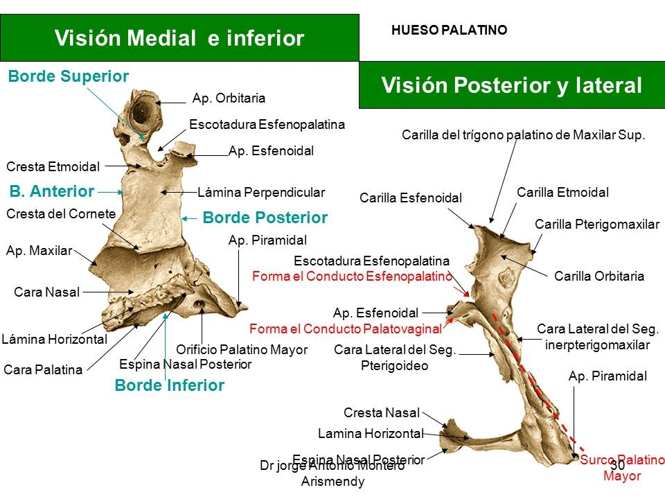 ANATOMÍA HUMANA: julio 2018
