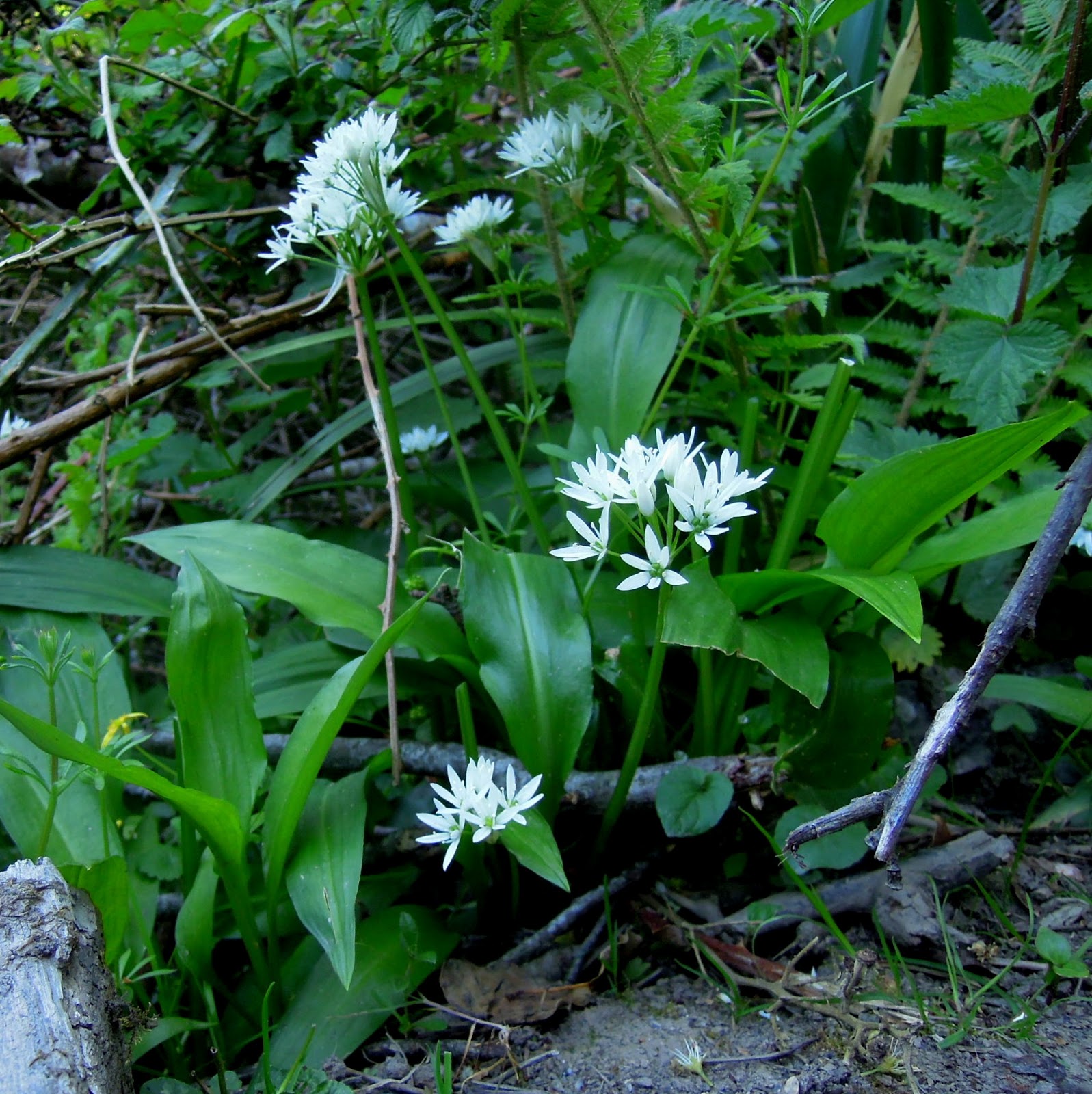 chowgypsy: Wild Ramson Pesto (aka Garlic Broccoli Pesto)