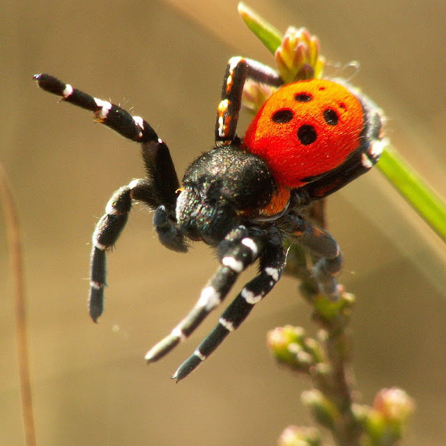 BugBlog: Eresidae: velvet spiders