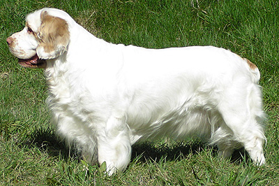 About Dog Clumber Spaniel