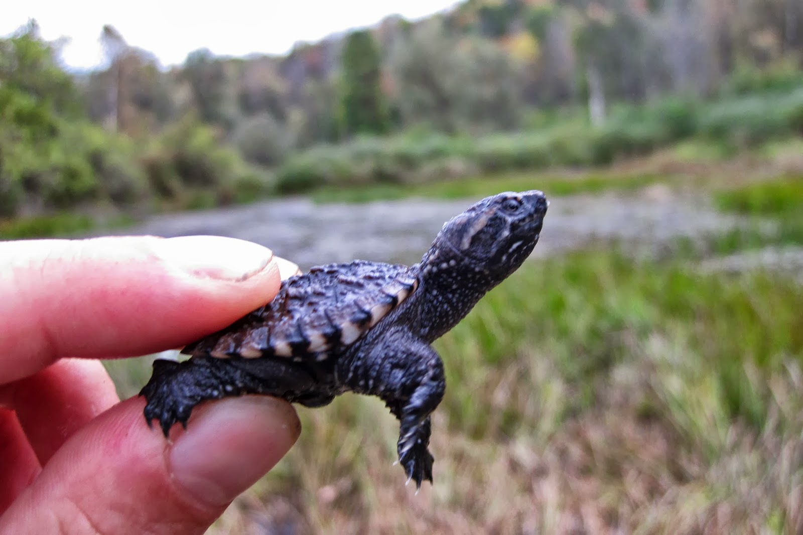 North Branch Nature Center: Snapping Turtle Hatchlings